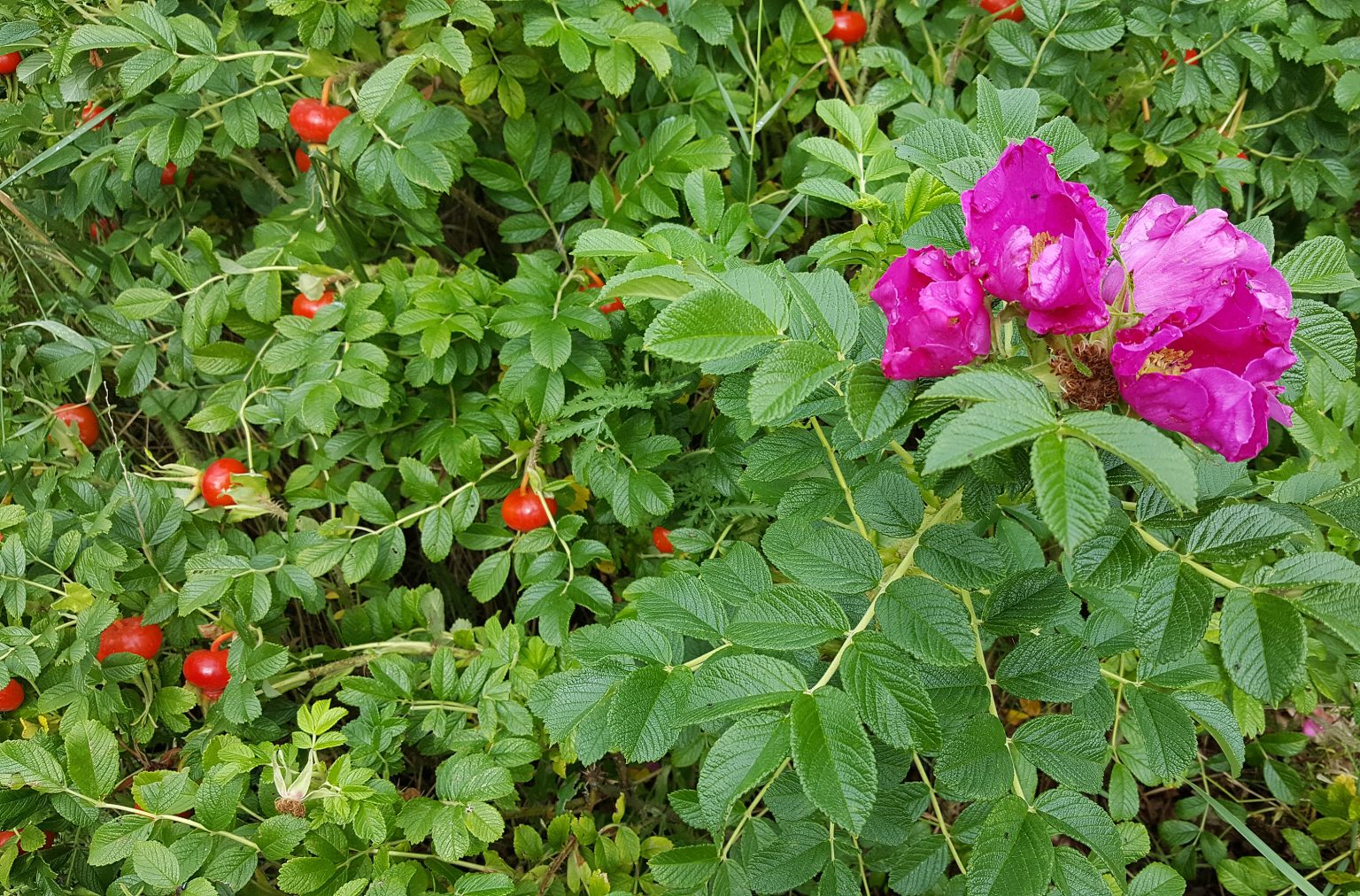 Smoothie med hyben og gurkemeje - Veganermor