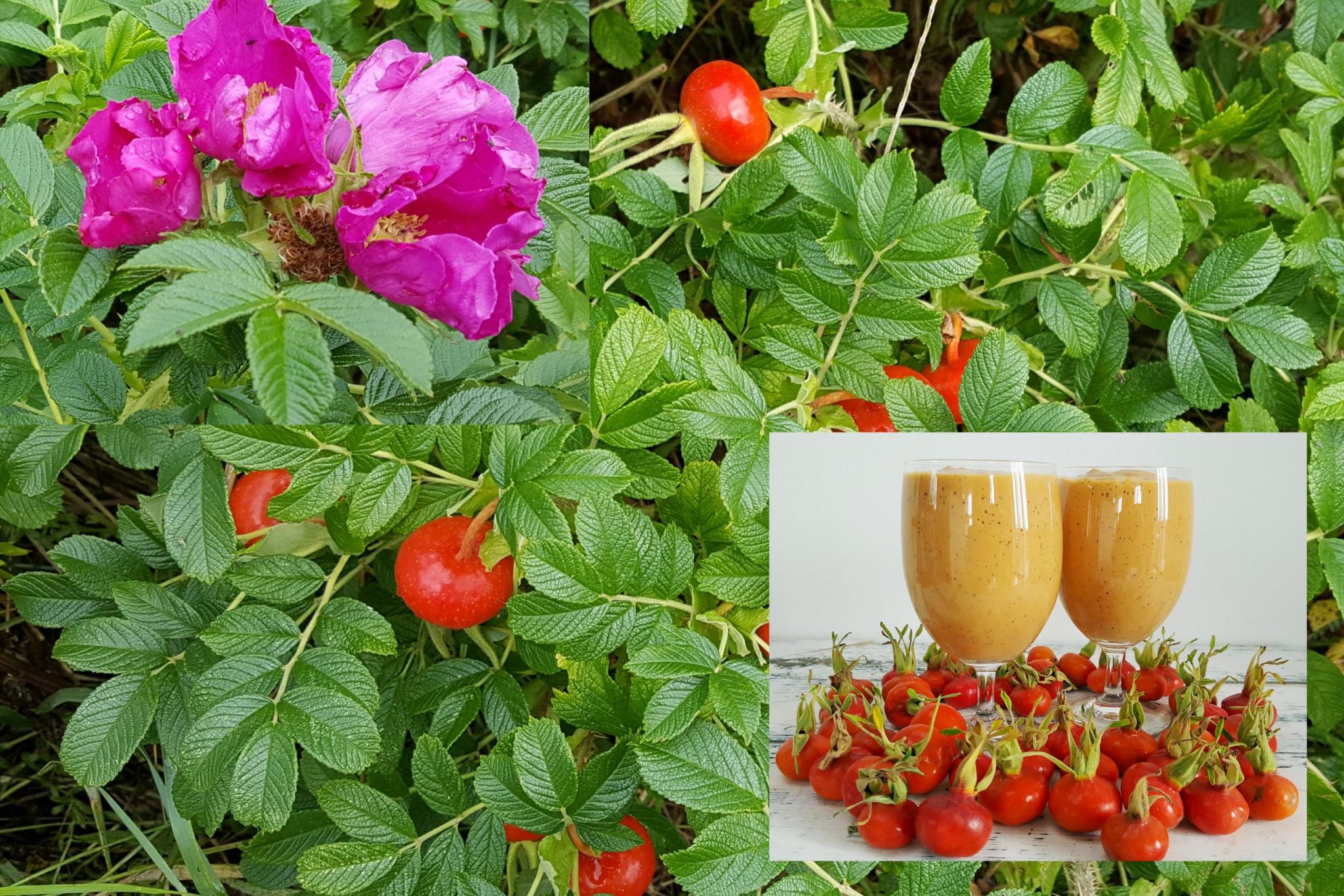 Smoothie med hyben og gurkemeje - Veganermor